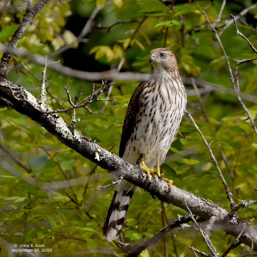 Cooper's Hawk from Townshend, VT, USA on September 26, 2022 at 10:30 AM ...