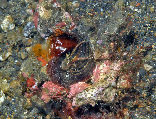 Xenophora cerea · iNaturalist