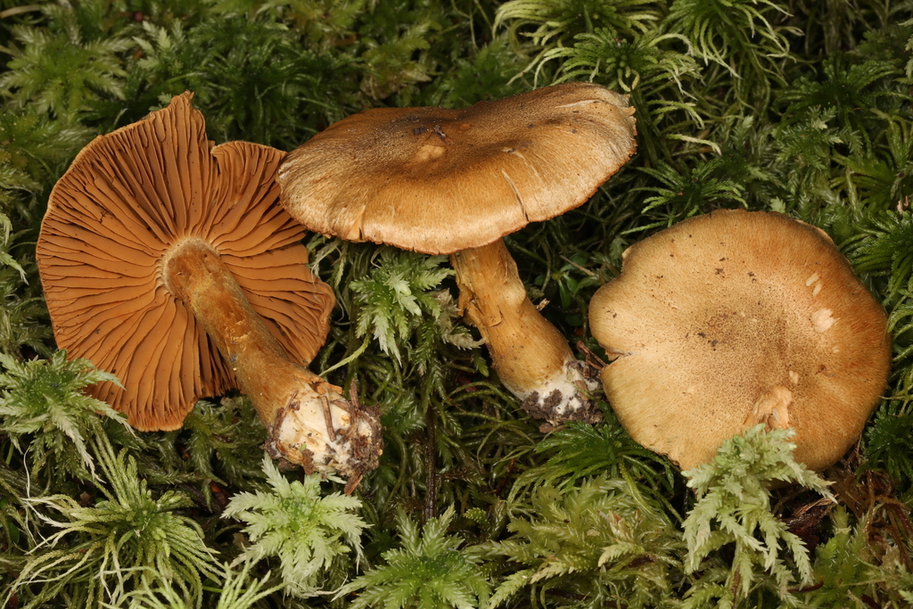 Cortinarius venetus from Leeper, PA 16233, USA on September 23, 2022 at ...