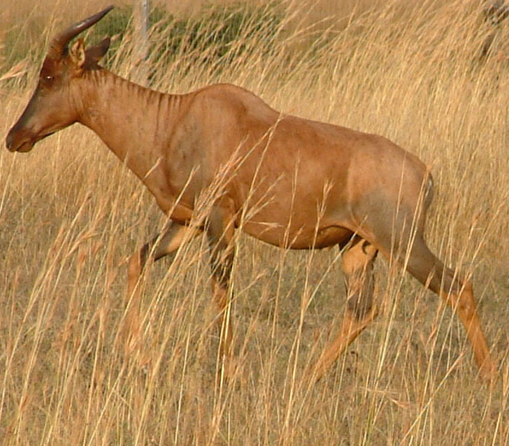 Common Tsessebe in June 2003 by embrenhar · iNaturalist