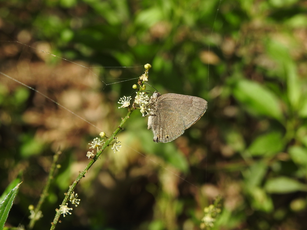 Ocaria arcula from La Capital, Santa Fe, Argentina on May 10, 2019 at ...