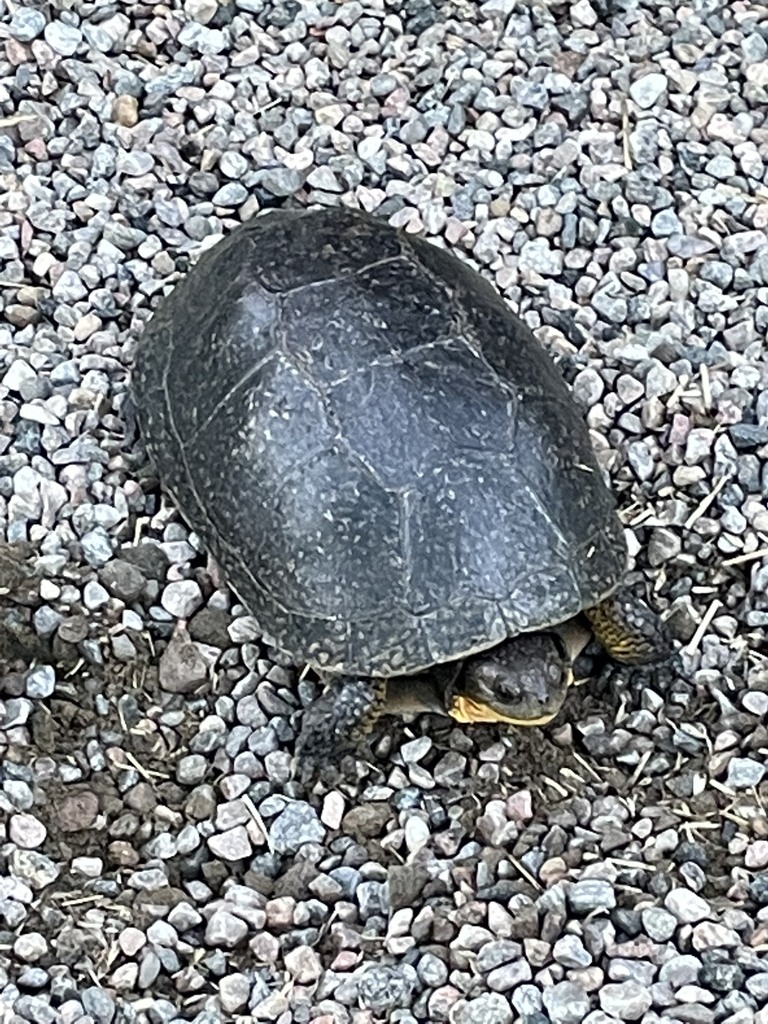Blanding's Turtle in June 2022 by daswamp · iNaturalist