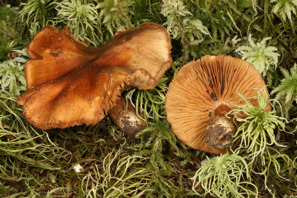Cortinarius venetus from Leeper, PA 16233, USA on September 23, 2022 at ...