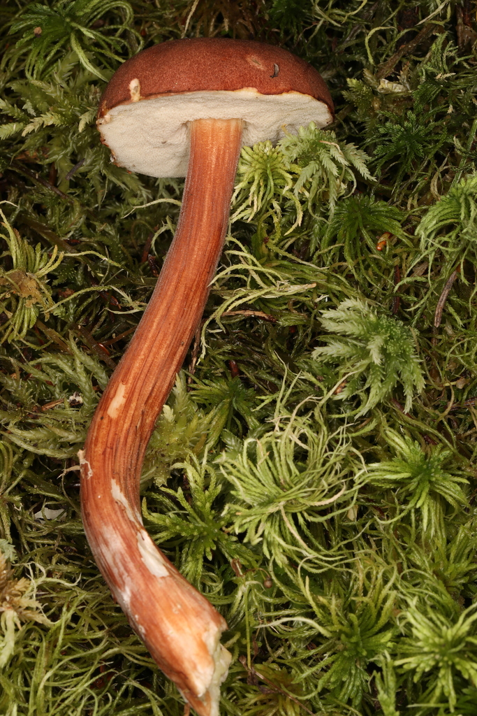 Graceful Bolete from Leeper, PA 16233, USA on September 23, 2022 at 09: ...