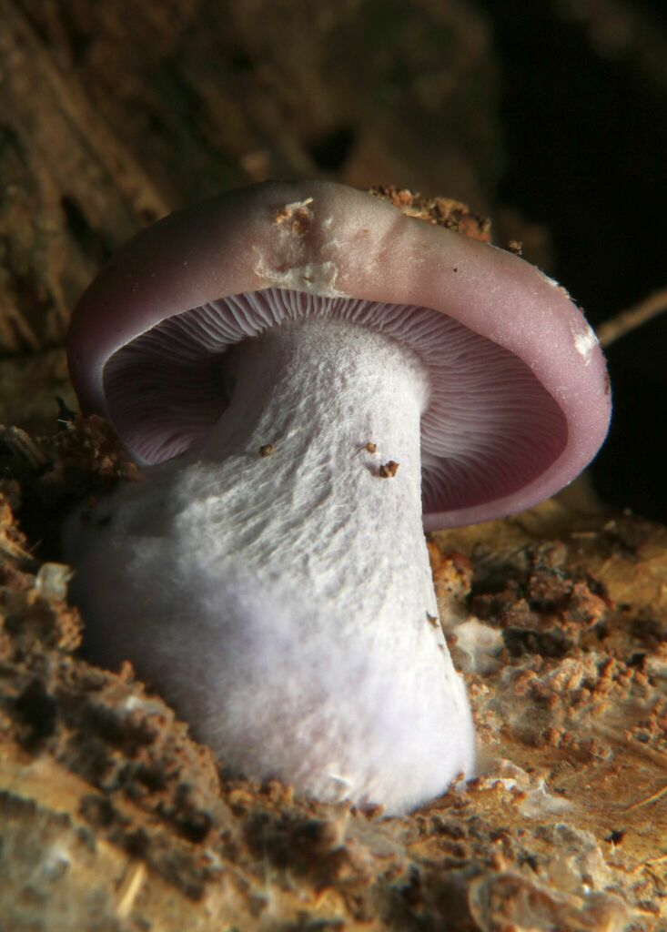 Blewit from Hampton Township, PA, USA on September 24, 2022 at 12:37 PM ...