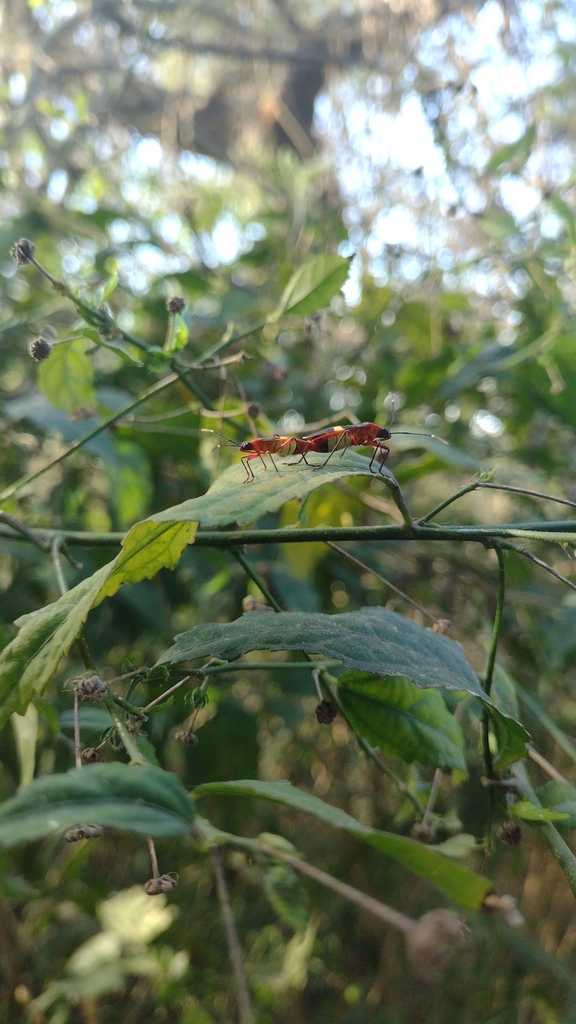 Dysdercus albofasciatus from Reserva Ecológica Costanera Sur on ...