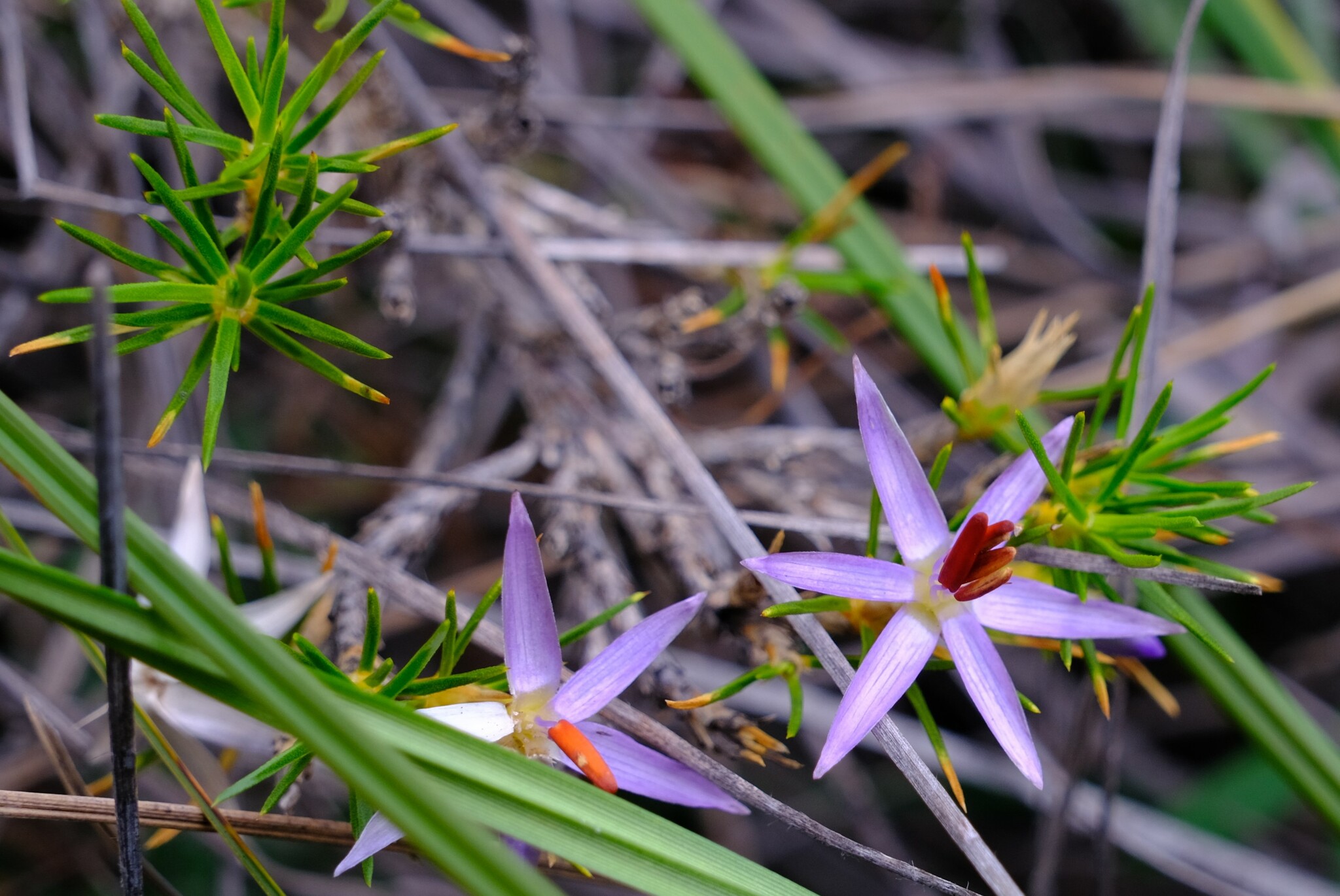 Calectasia narragara R.L.Barrett & K.W.Dixon