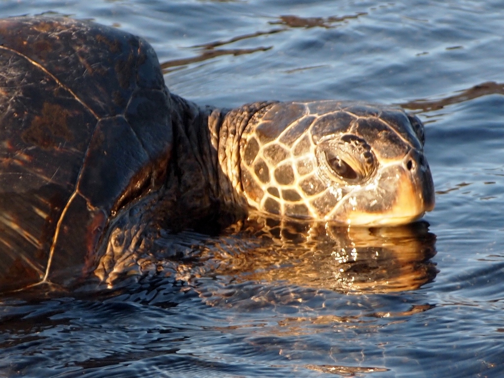 Green and Flatback Sea Turtles (Cheloniinae) - Marine Life Identification