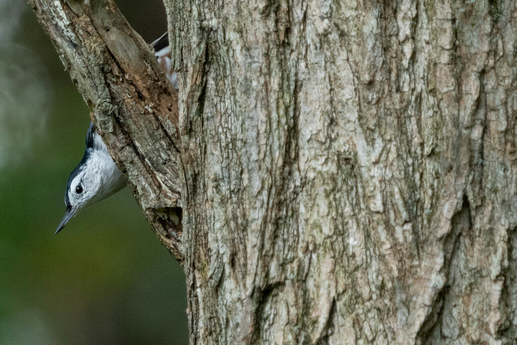 White-breasted Nuthatch from East Fork State Park on September 27, 2022 ...