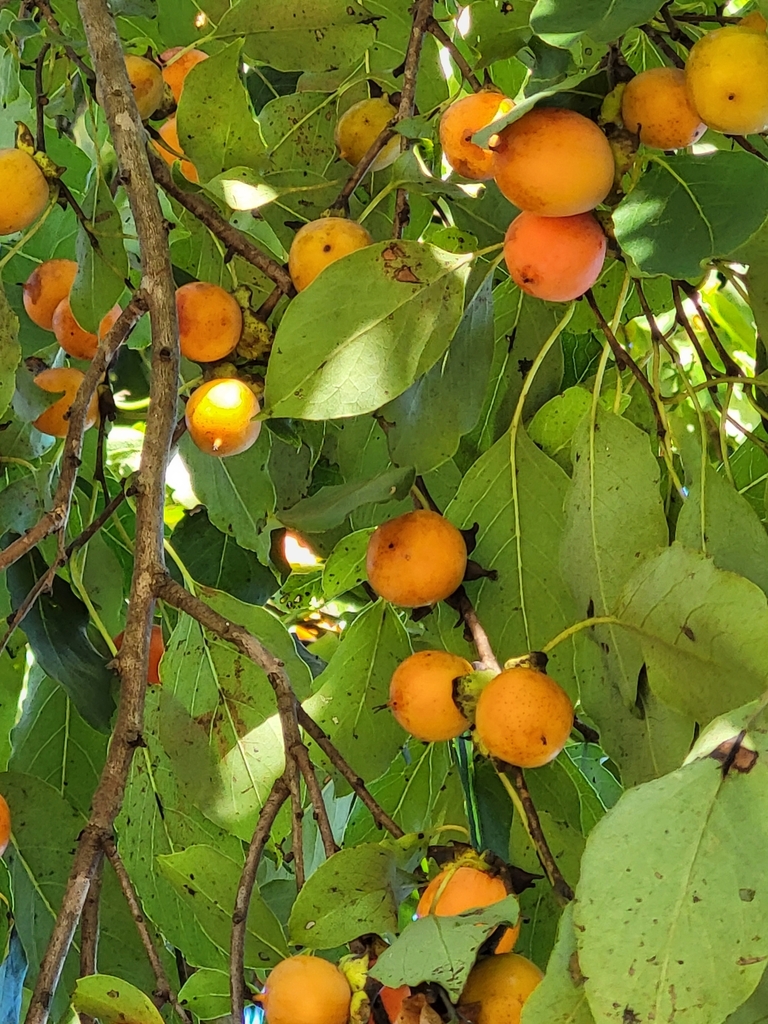 American persimmon from Franklin, NC 28734, USA on September 27, 2022 ...