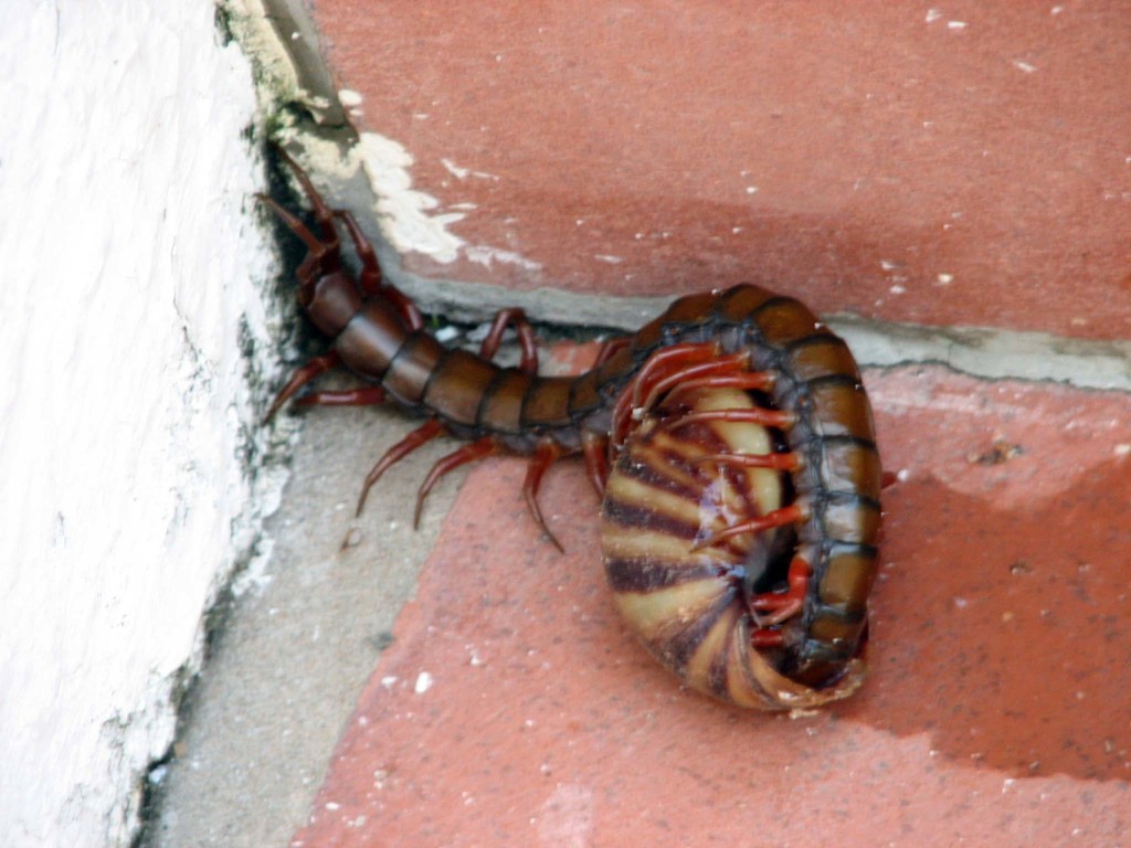 Pacific Giant Centipede from La Digue and Inner Islands, SC on July 14 ...