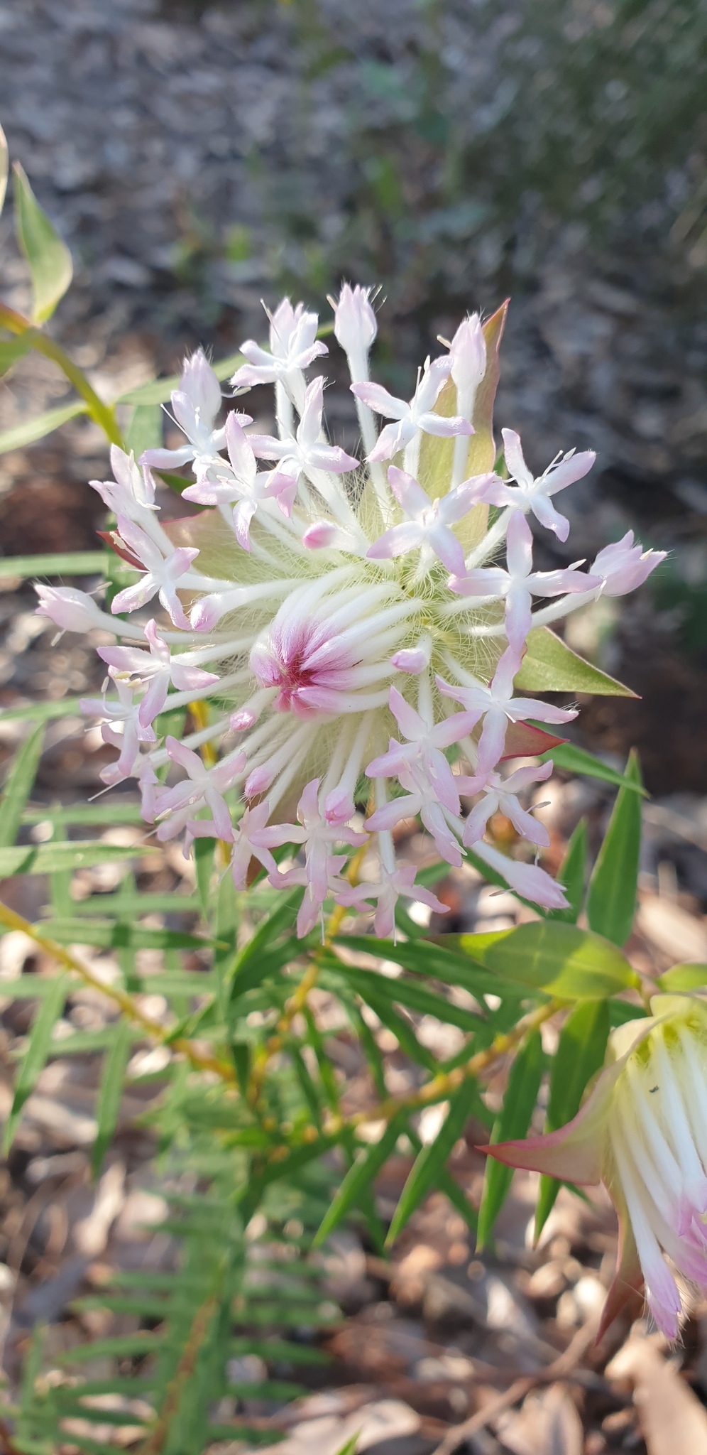 Pimelea spectabilis Lindl.
