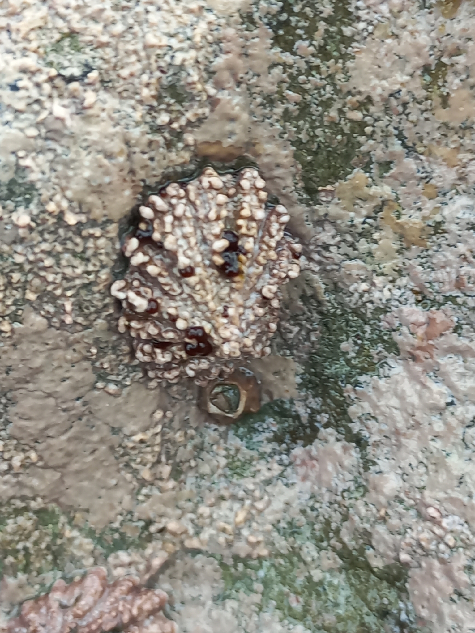 Patelloida corticata (F.W.Hutton, 1880)