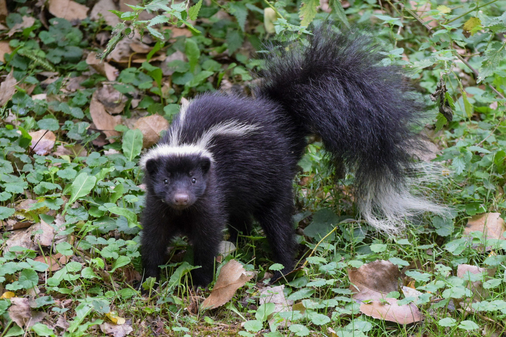 Striped Skunk (Mephitis mephitis) - Know Your Mammals