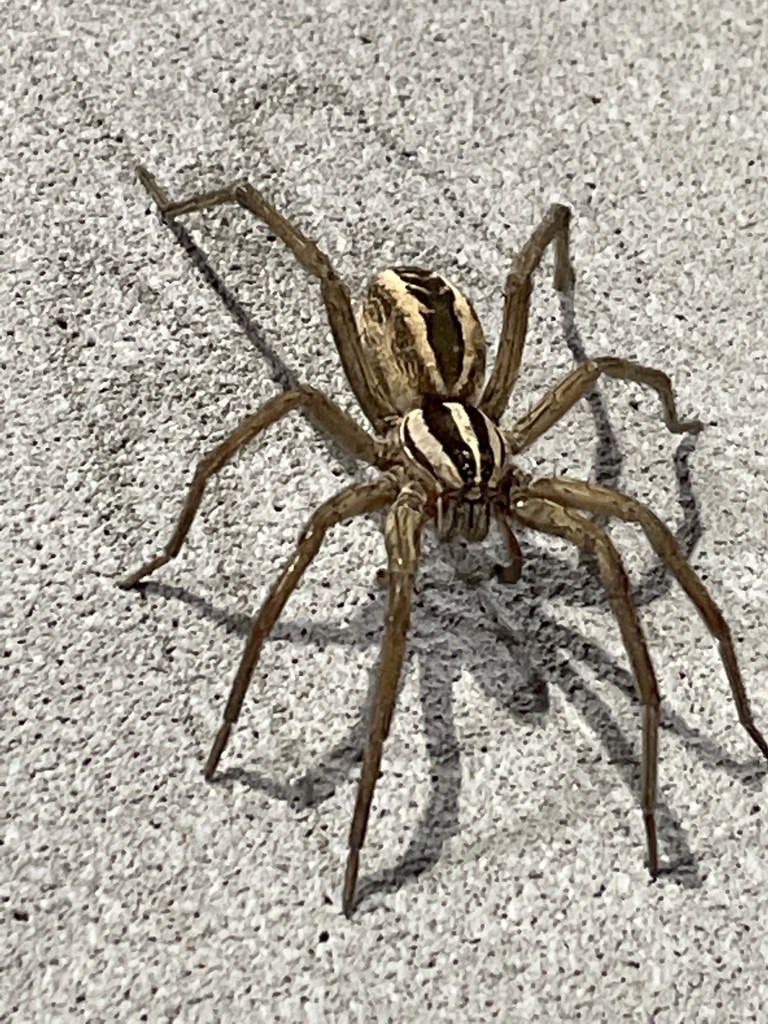 Rabid Wolf Spider from Stadium Dr, Glen Rose, TX, US on September 27 ...