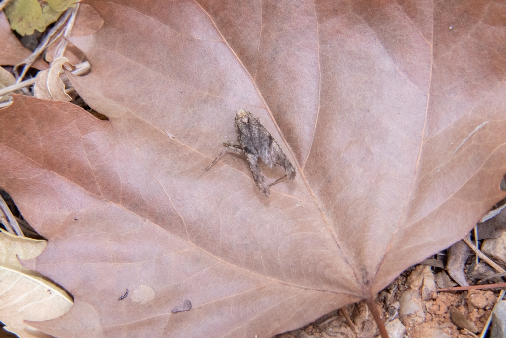 Amorphoscelis chinensis from 安徽省合肥市蜀山区大蜀山国家森林公园-凉亭 on September 25 ...