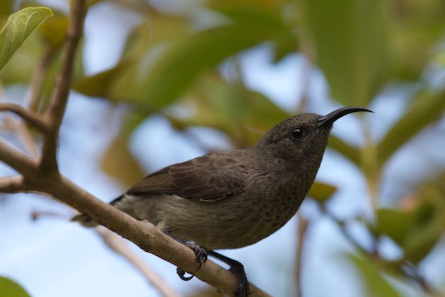 Seychelles Sunbird (Cinnyris dussumieri) - Avian Discovery