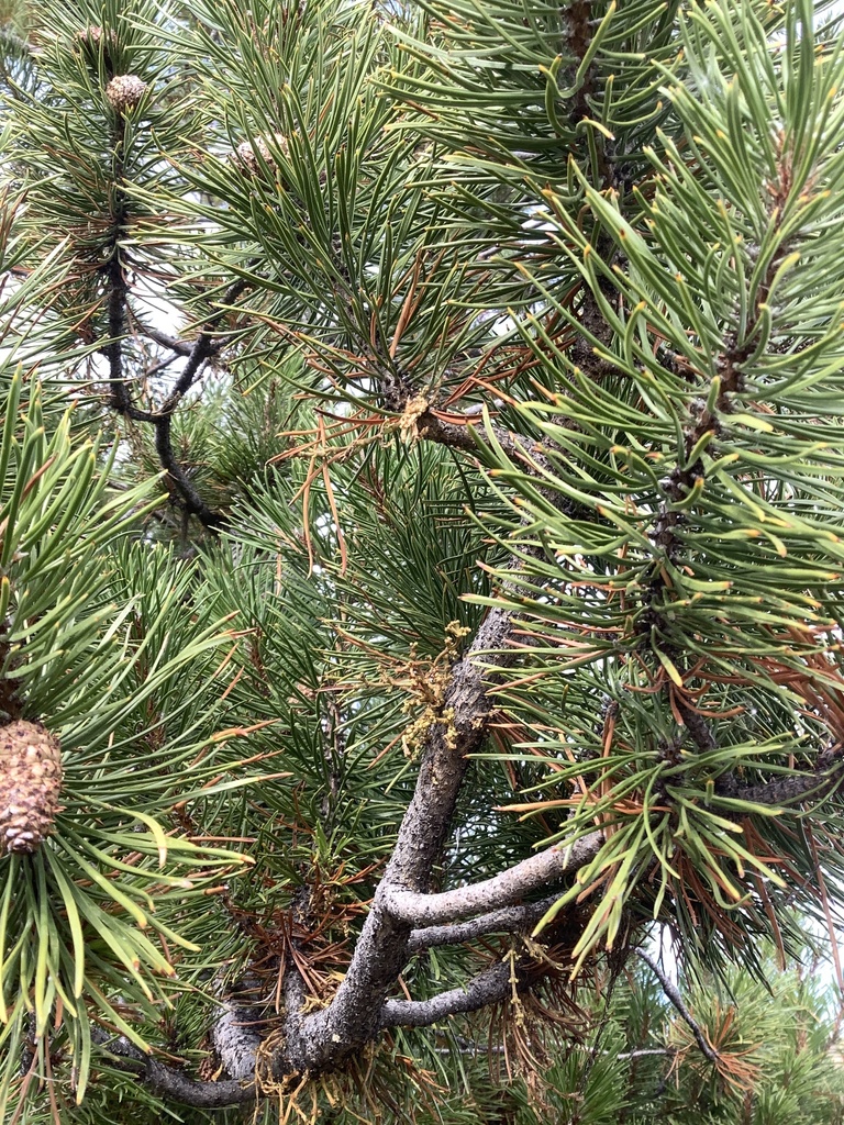 Lodgepole Pine Dwarf-Mistletoe from Thompson-Nicola, CA-BC, CA on ...
