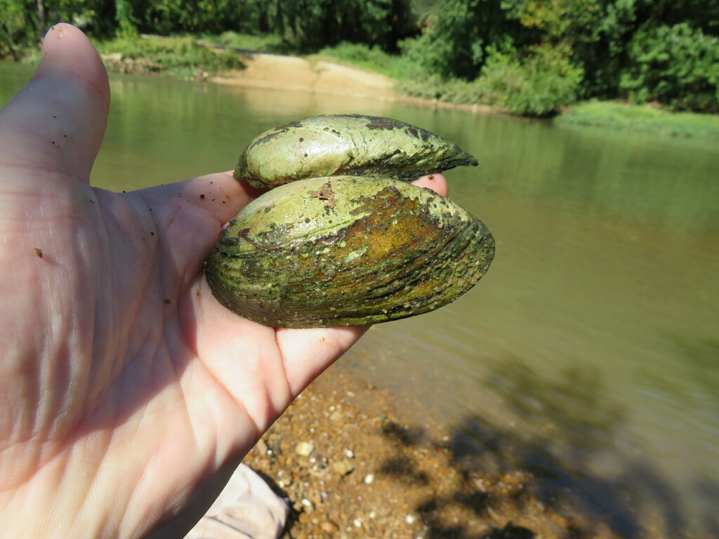 Yellow Sandshell from Maury County, TN, USA on September 26, 2022 at 10 ...