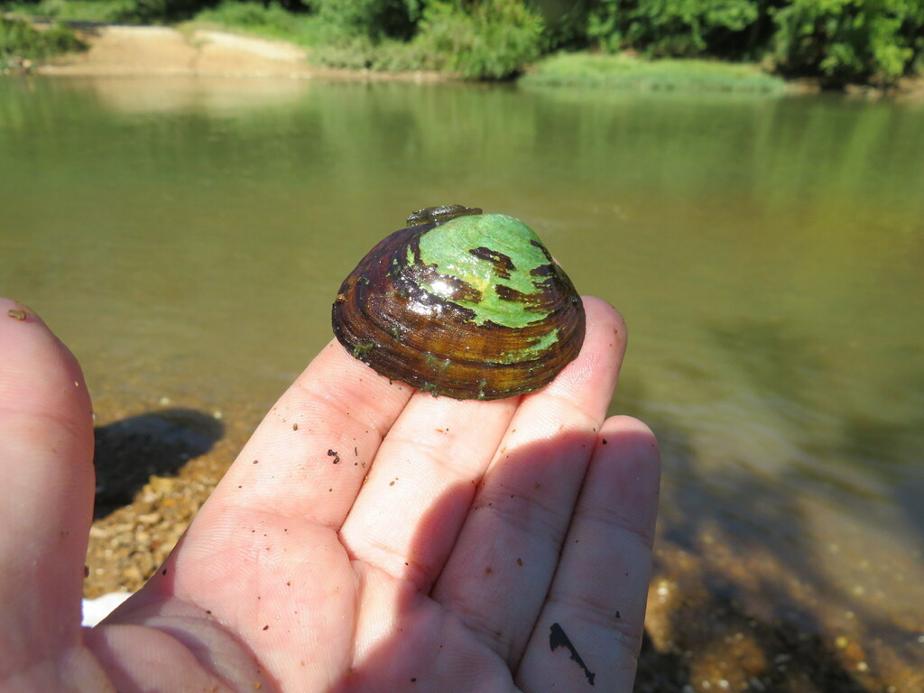 Tennessee Pigtoe from Maury County, TN, USA on September 26, 2022 at 10 ...