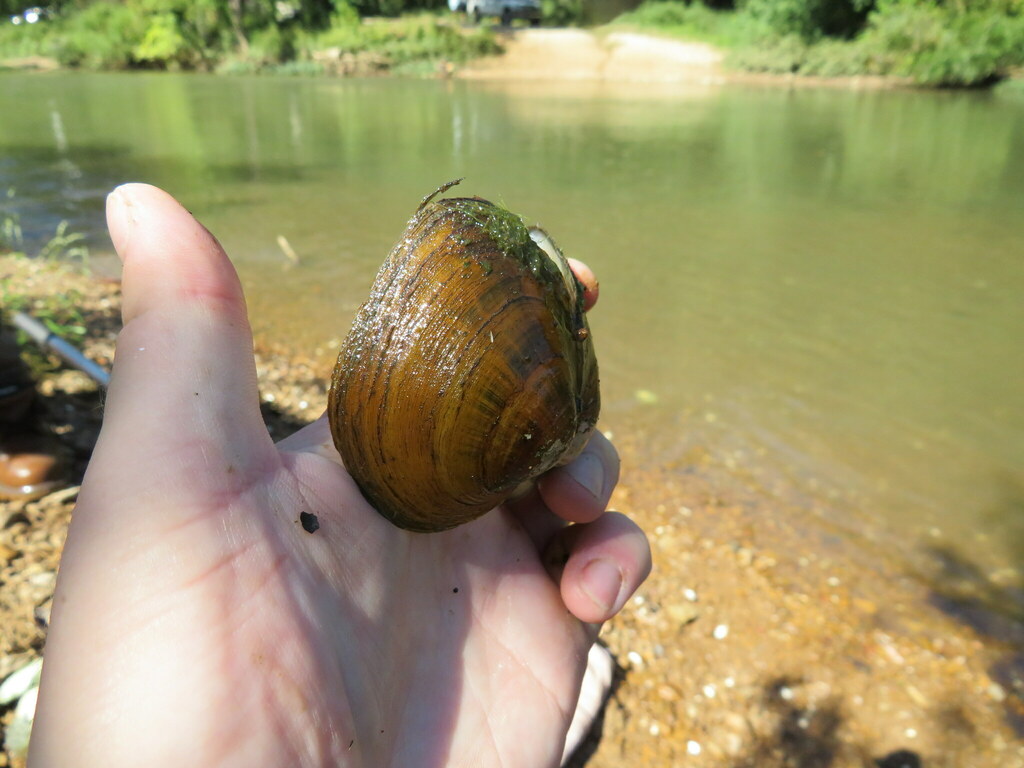 Tennessee Pigtoe from Maury County, TN, USA on September 26, 2022 at 10 ...