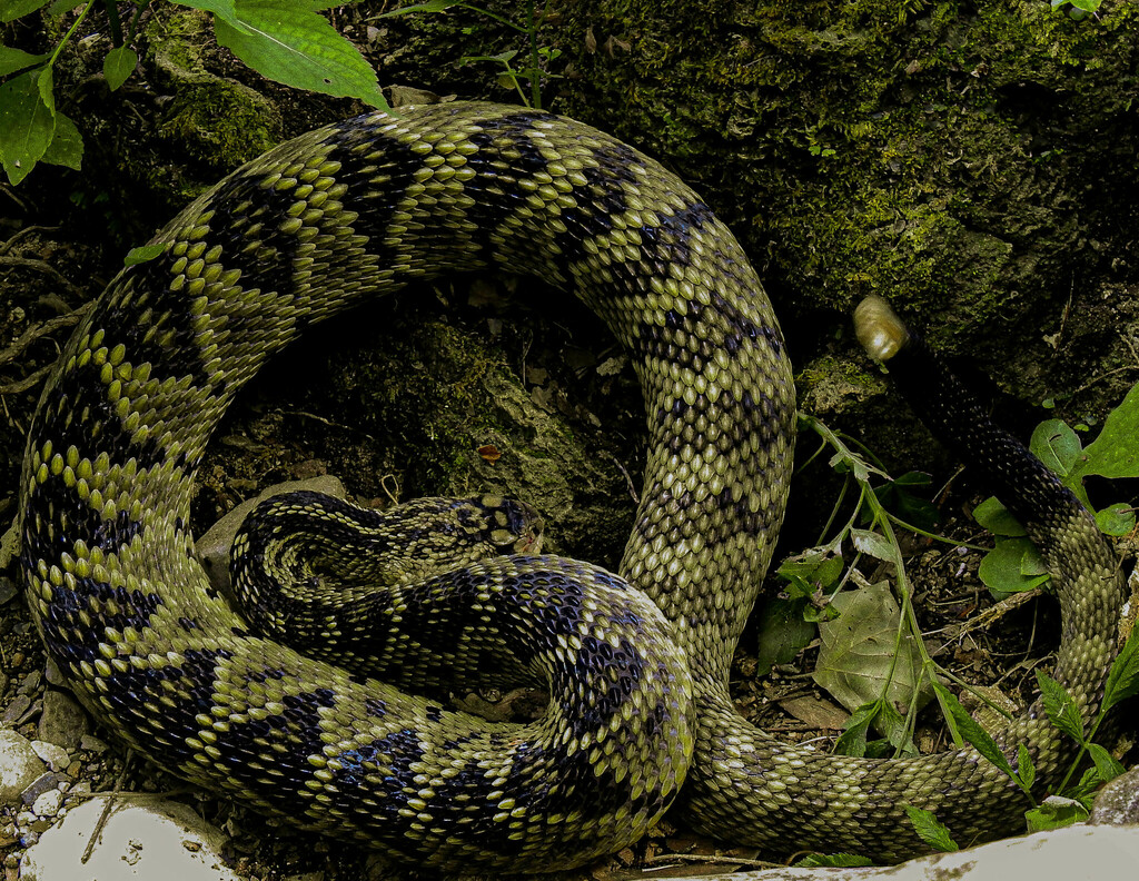 Totonacan Rattlesnake from Santiago, N.L., México on August 09, 2022 at ...