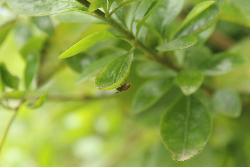 Acalyptrate Flies from Col. Pinar, 15800 Ciudad de la Costa ...