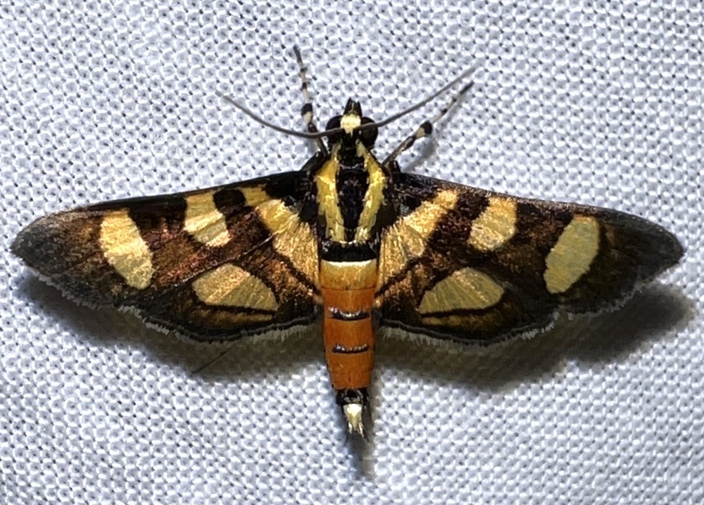 Orange-spotted Flower Moth from NW Seventh Pl, Gainesville, FL, US on ...