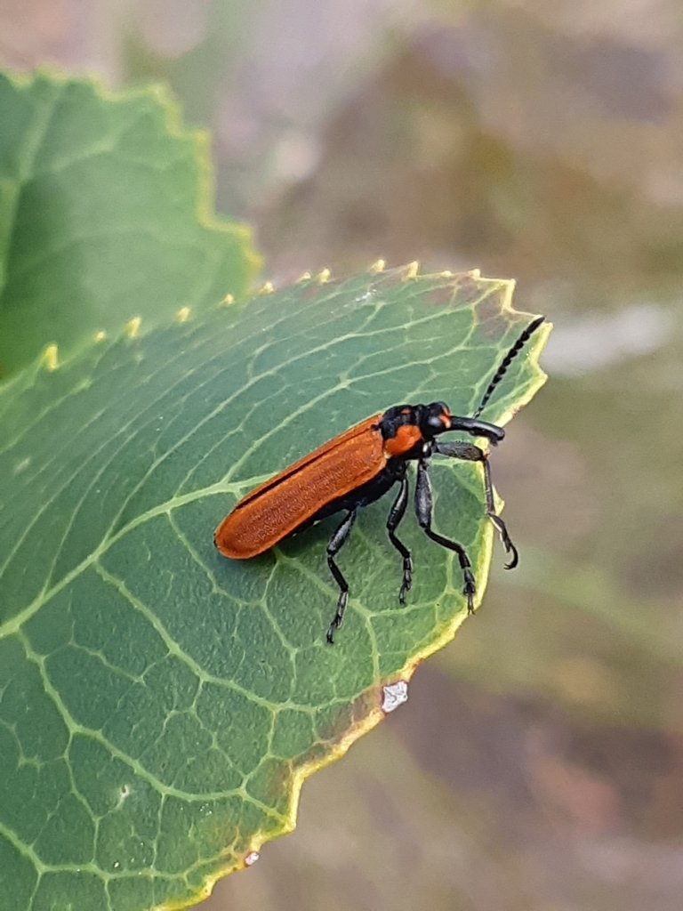 red weevil from Mount Colah NSW 2079, Australia on September 27, 2022 ...