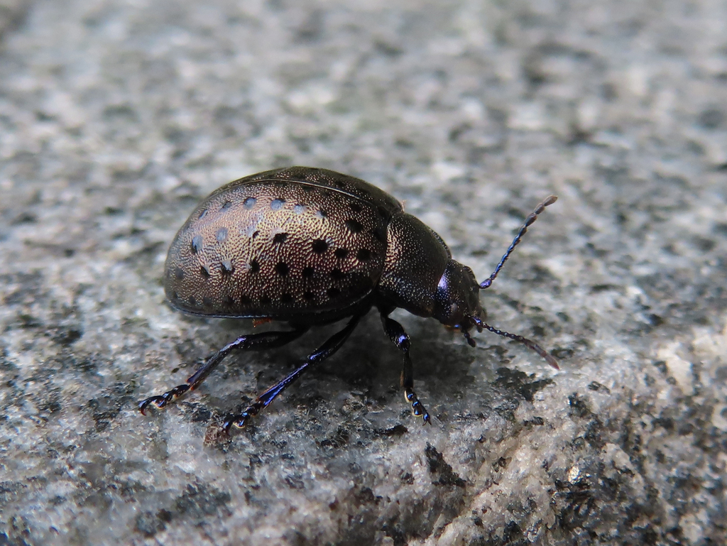 Chrysolina exanthematica from Район Аоба, Сендай, Мияги, Япония on ...
