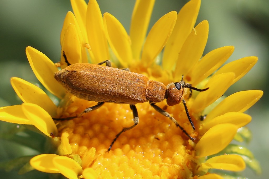 Rust-colored Beetle (Meloid Beetles of the United States) · iNaturalist