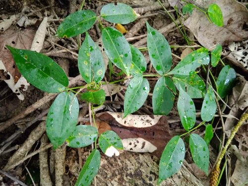 Derris trifoliolata · iNaturalist