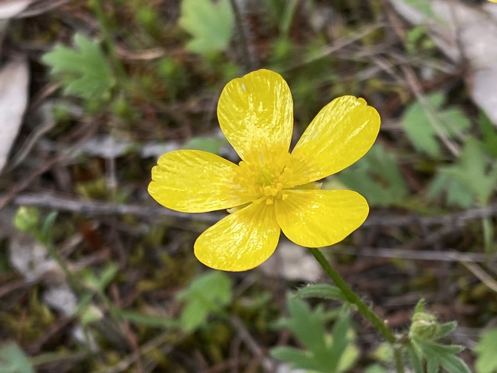 Thick-fruit Buttercup from Eldorado VIC 3746, Australia on September 22 ...