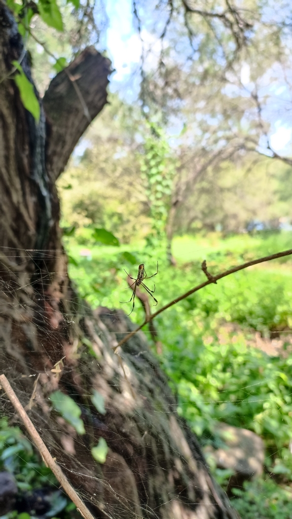 Golden Silk Spider from Cocula, Jal., México on September 22, 2022 at ...