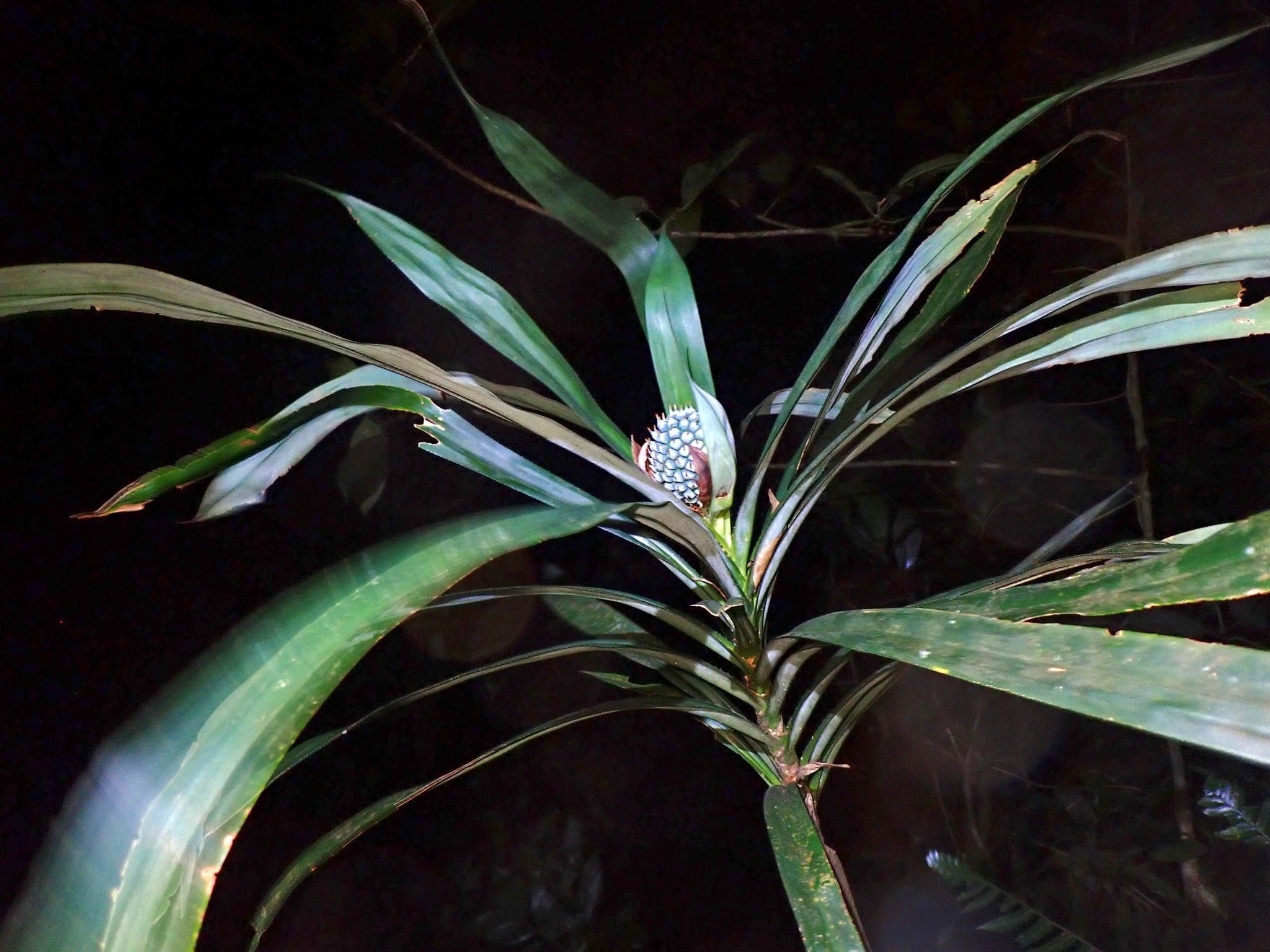 Benstonea parva (Ridl.) Callm. & Buerki