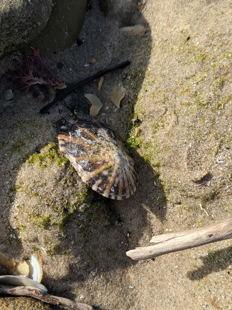 Variegated limpet from Clarence Valley- Coast, New South Wales ...
