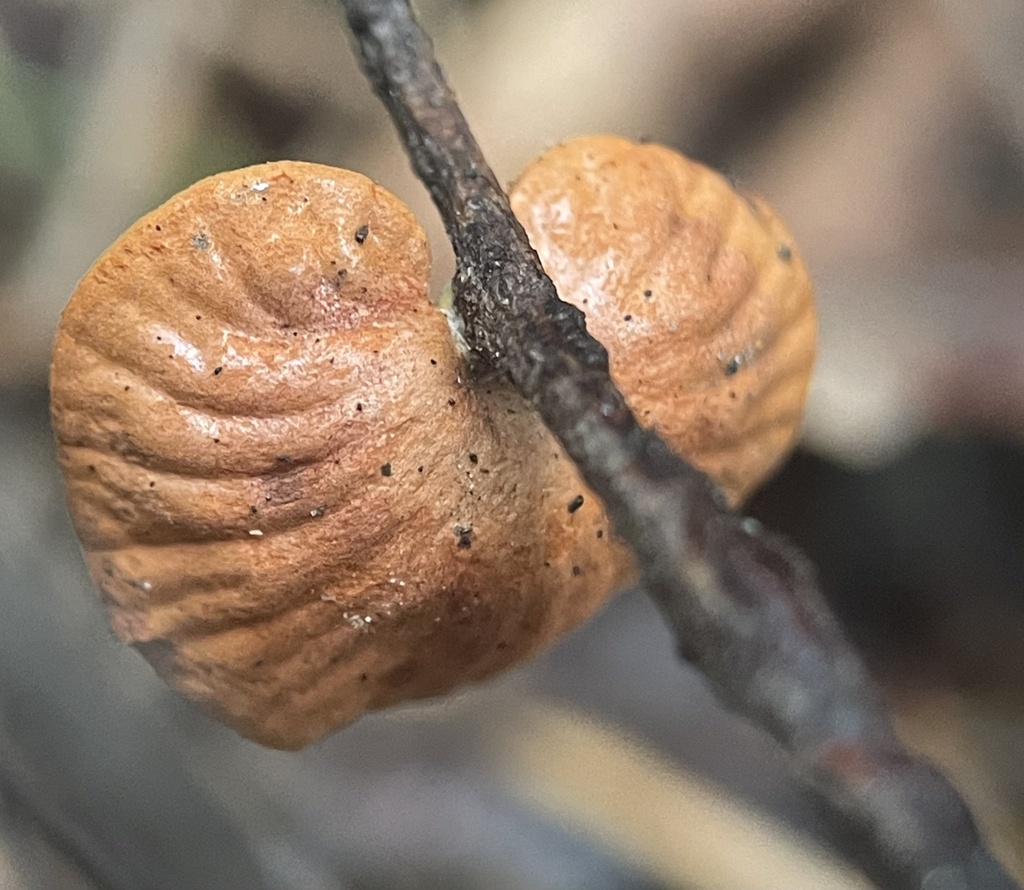 Anthracophyllum archeri from Fantail Rise, Warburton, VIC, AU on ...