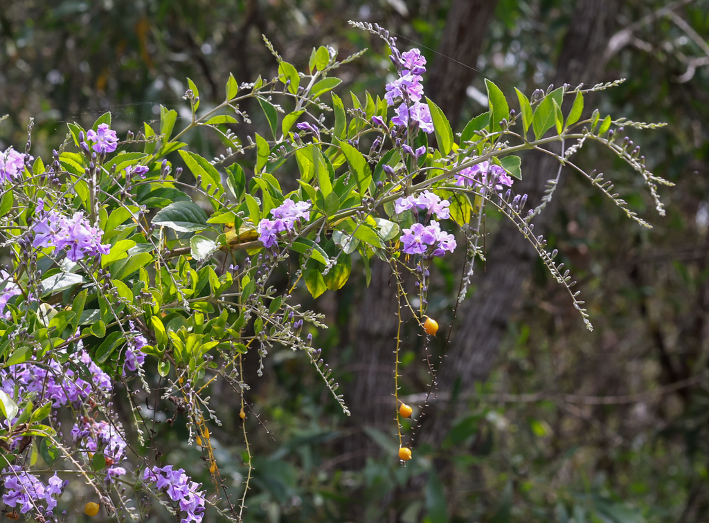 skyflower from Muirlea QLD 4306, Australia on September 28, 2022 at 01: ...