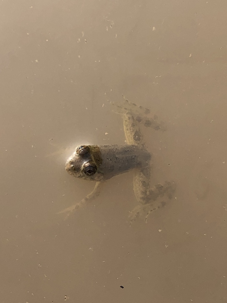 Common skittering frog from Kismatpur, Hyderabad, TG, IN on September ...