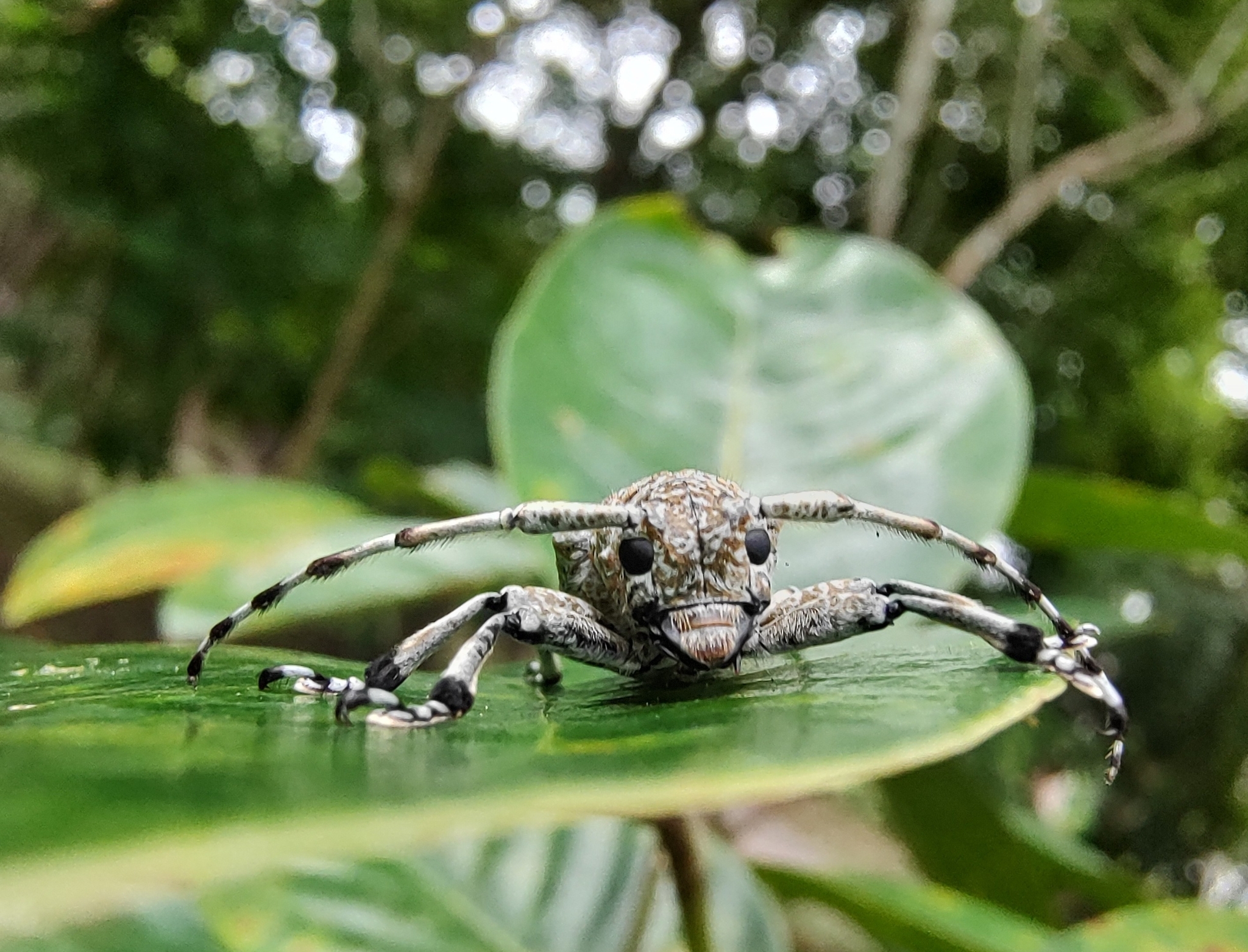 Coptops leucostictica White, 1858