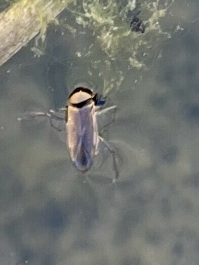 Water Bugs from Southeast Calgary, Calgary, AB, Canada on September 25 ...