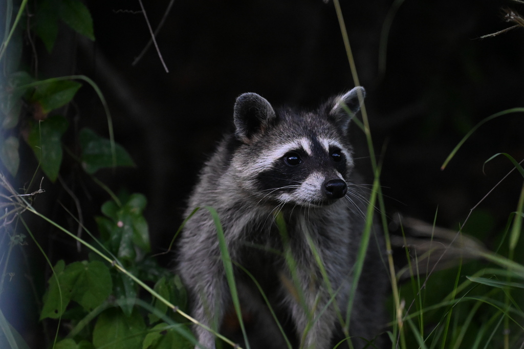 Common Raccoon from Refugio County, TX, USA on September 27, 2022 at 06 ...