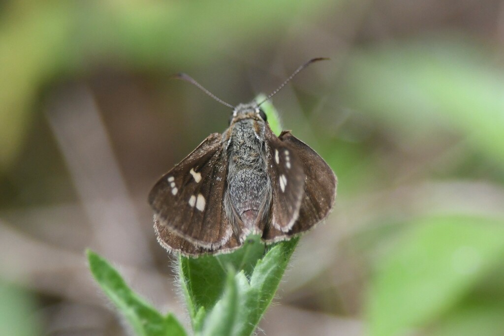 Large Dingy Skipper from Agnes Water QLD 4677, Australia on September ...
