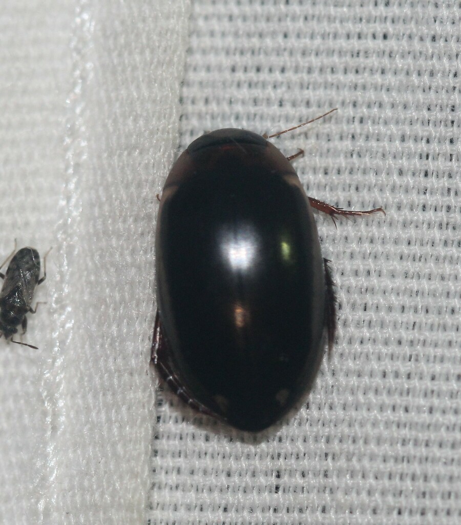 Hydaticus bimarginatus from Refugio County, TX, USA on September 27 ...