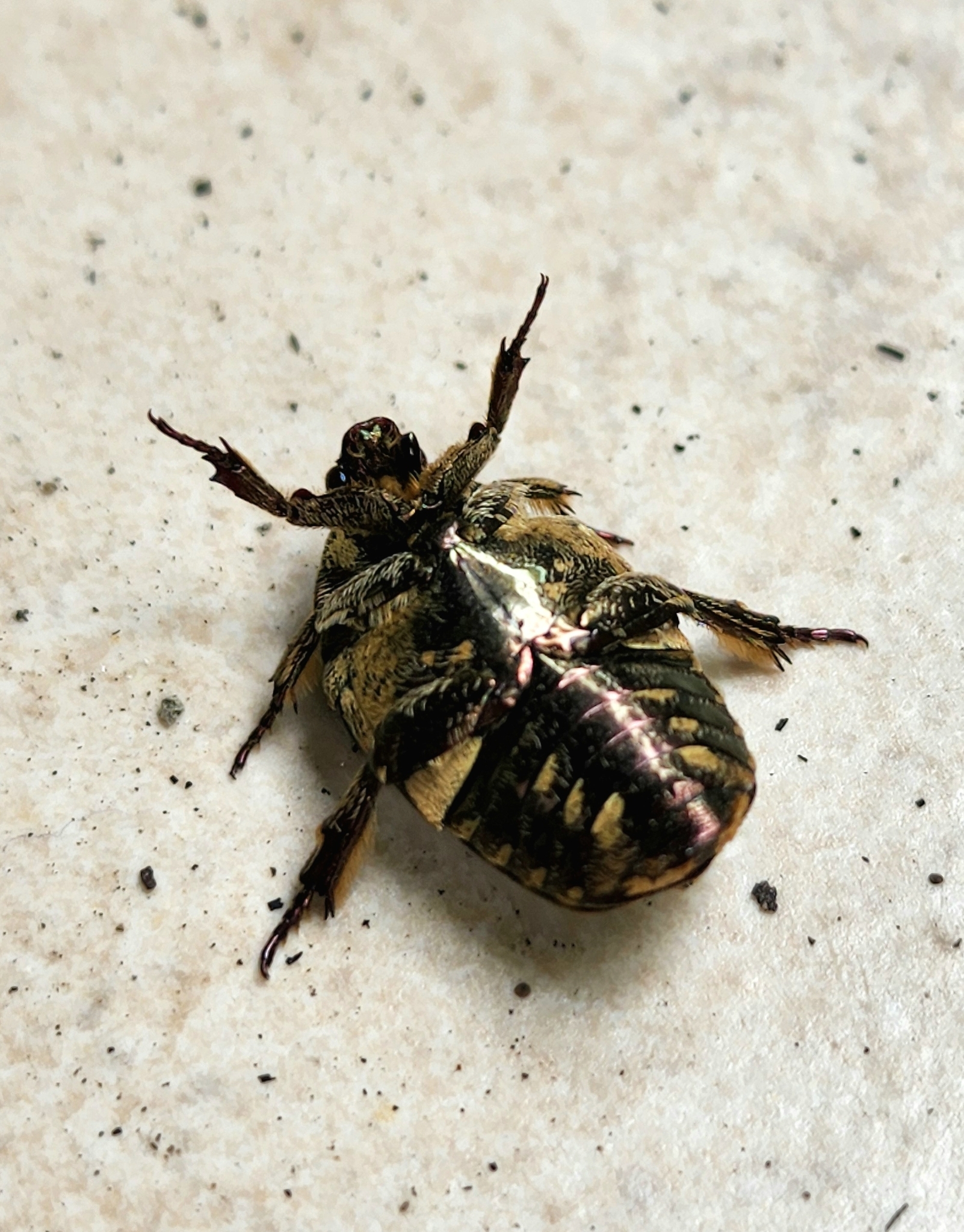 Protaetia acuminata (Fabricius, 1775)