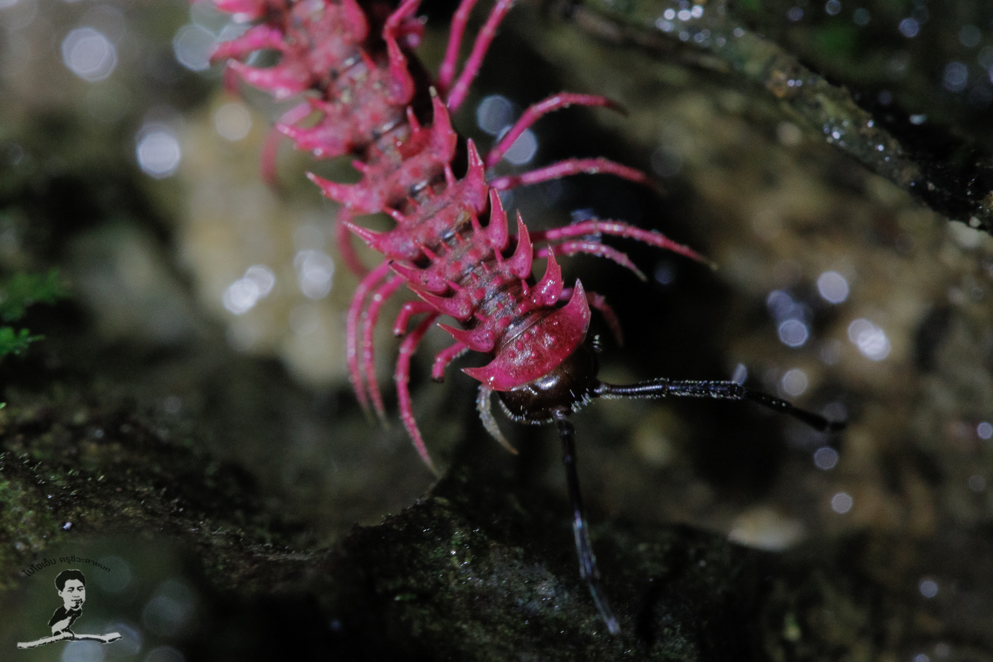 Pink Dragon Millipede