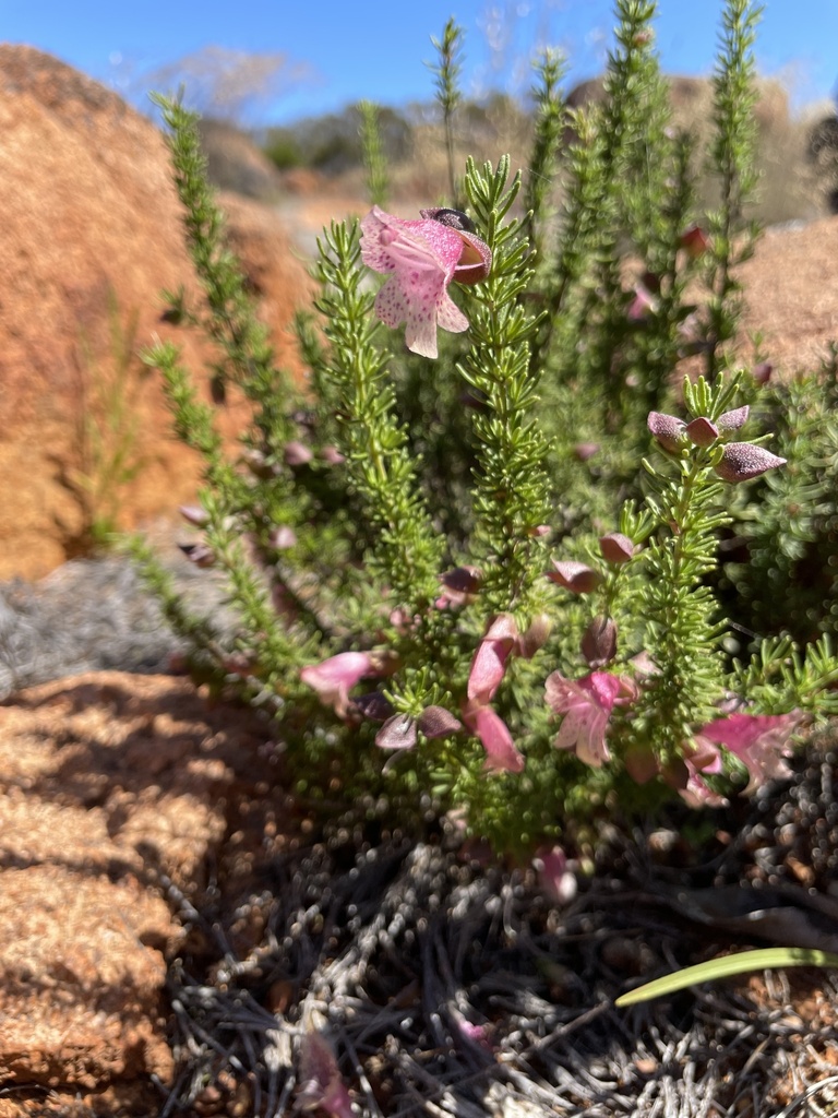 (Prostanthera florifera) - Botanical Realm