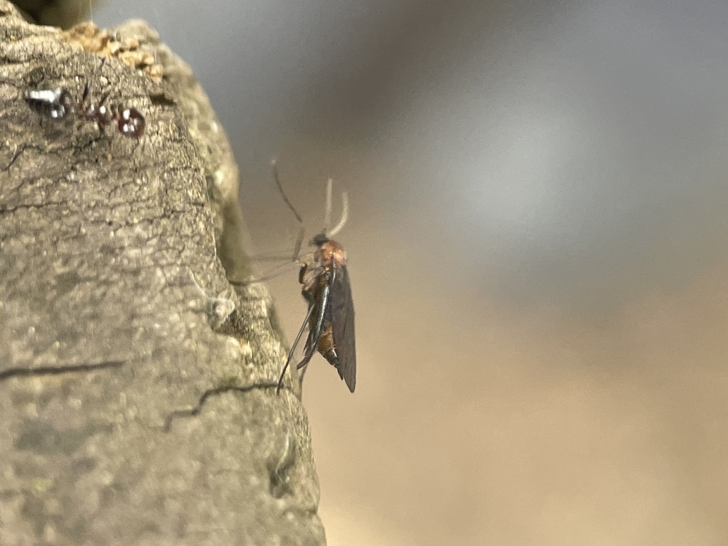 Insects from Yarra River, Warburton, VIC, AU on September 28, 2022 at ...
