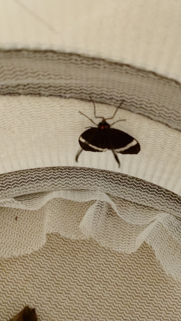 Pidorus atratus from 福島, 倉敷市, 岡山県, JP on September 28, 2022 at 05:48 PM ...