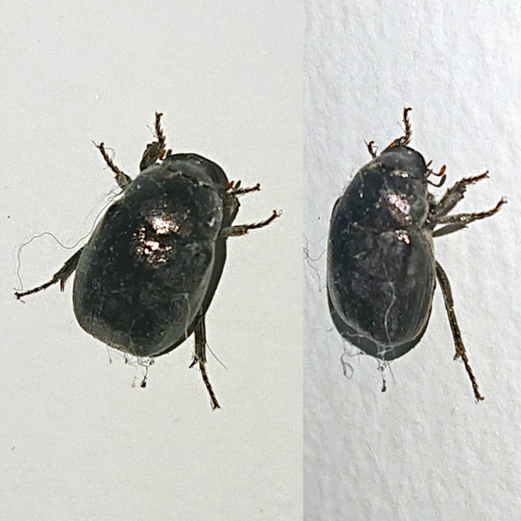 Apogonia in September 2022 by Sutthikhun Phaengphongsai · iNaturalist